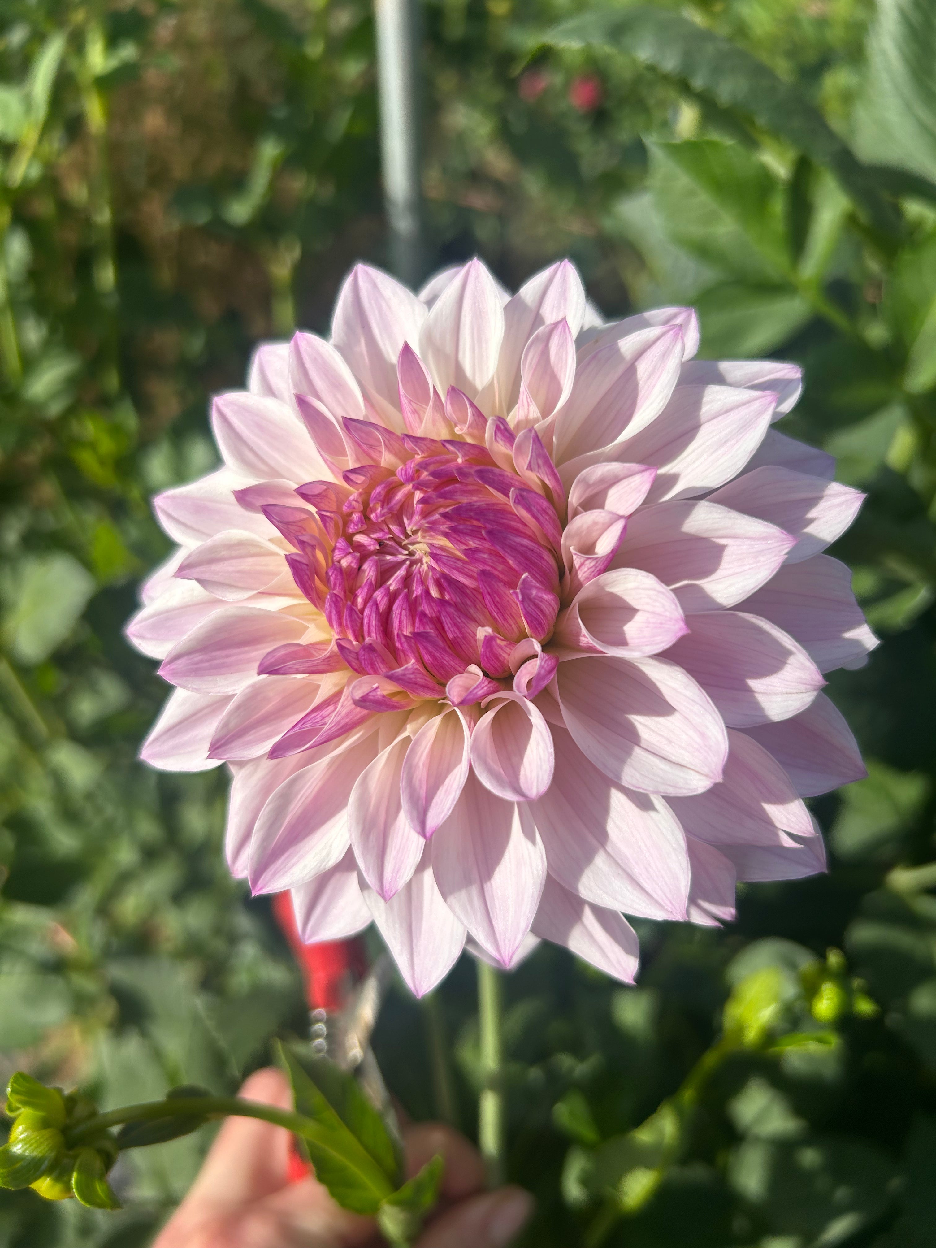 Bloomquist Compare Dahlia | Formal Decorative | Pale Lavender | Ribier ...