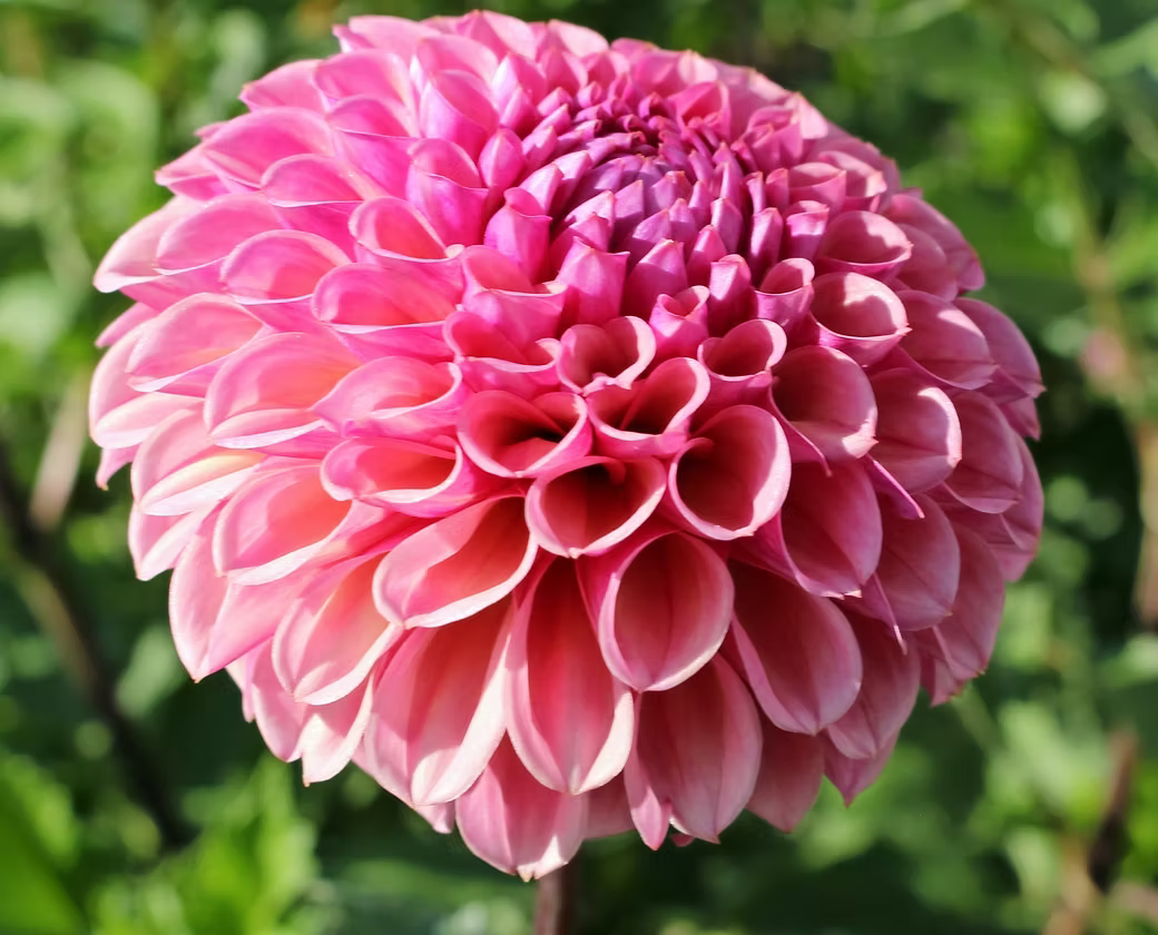 Bracken Rose Dahlia | Formal Decorative | Rose Mauve | Ribier Gardens