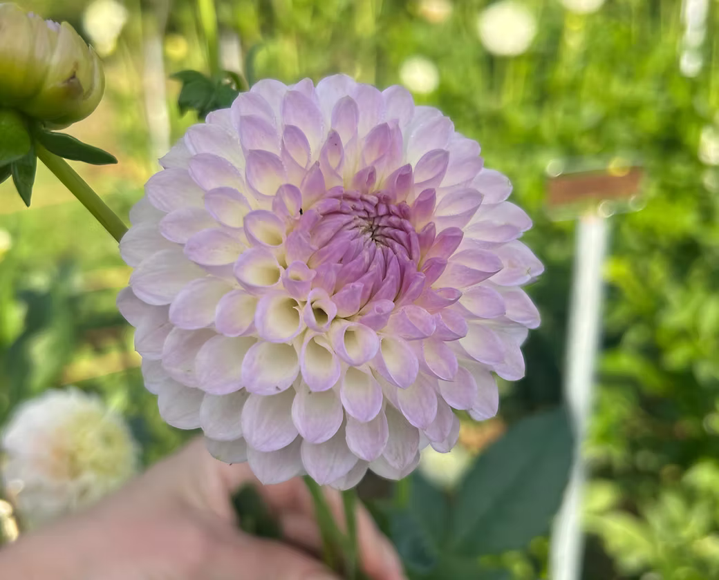 Brian’s Dream Dahlia | Formal Decorative | Peach Rose Cream | Ribier ...