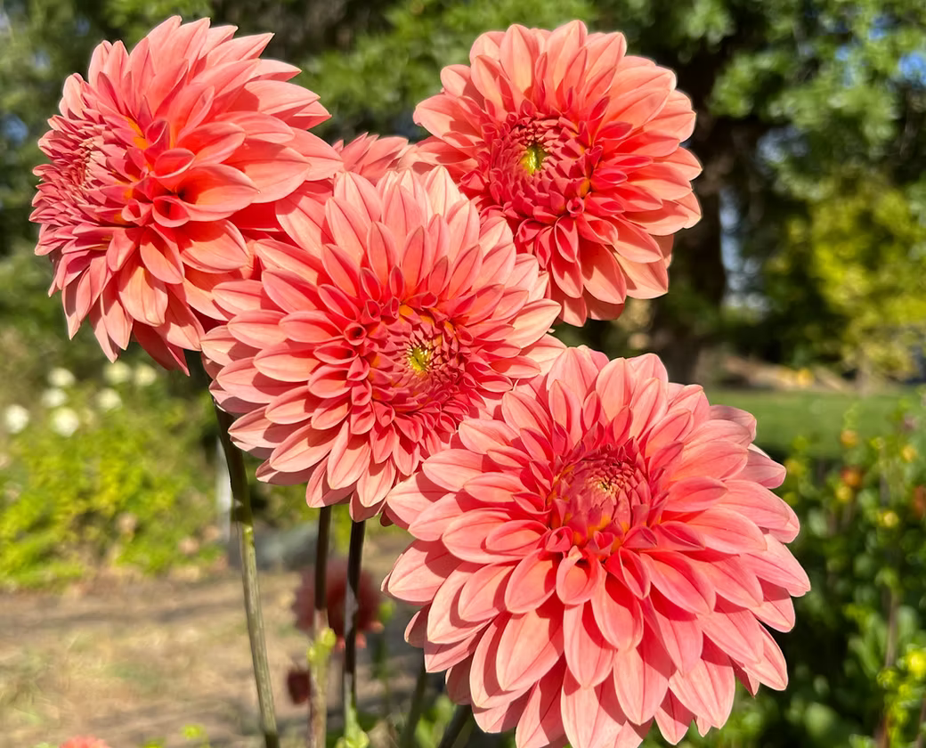 KA’s Guava Dahlia | Decorative | Coral / Peach | Ribier Gardens