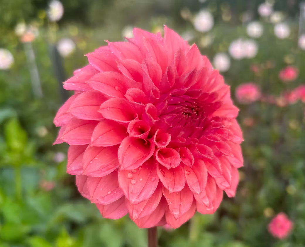 KA’s Keltie Rose Dahlia | Ball | Rose Pink | Ribier Gardens