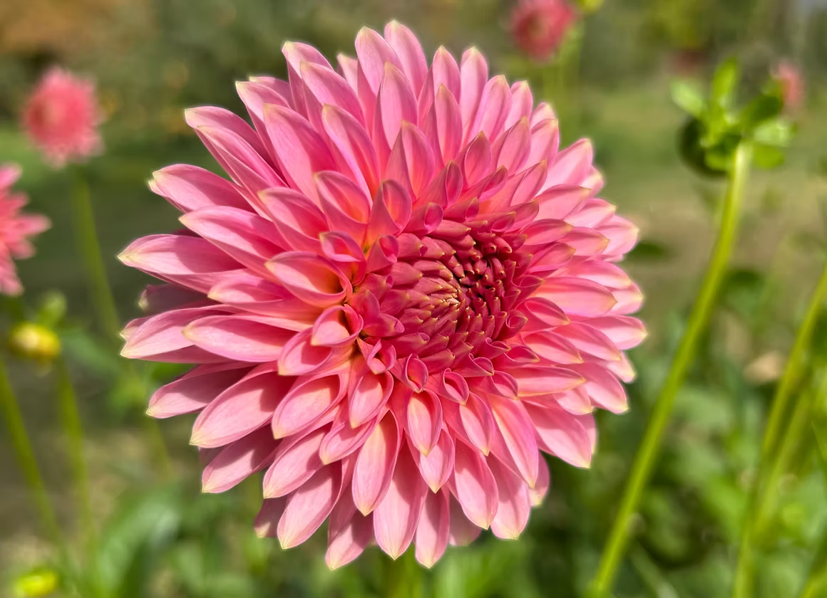 Bloomquist Compare Dahlia | Pale Lavender Formal Decorative | Premium ...
