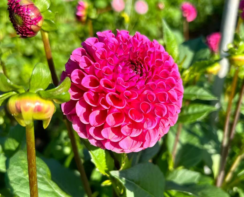 Formby Crest Dahlia Tubers - Premium Cutting Dahlia – Ribier Gardens