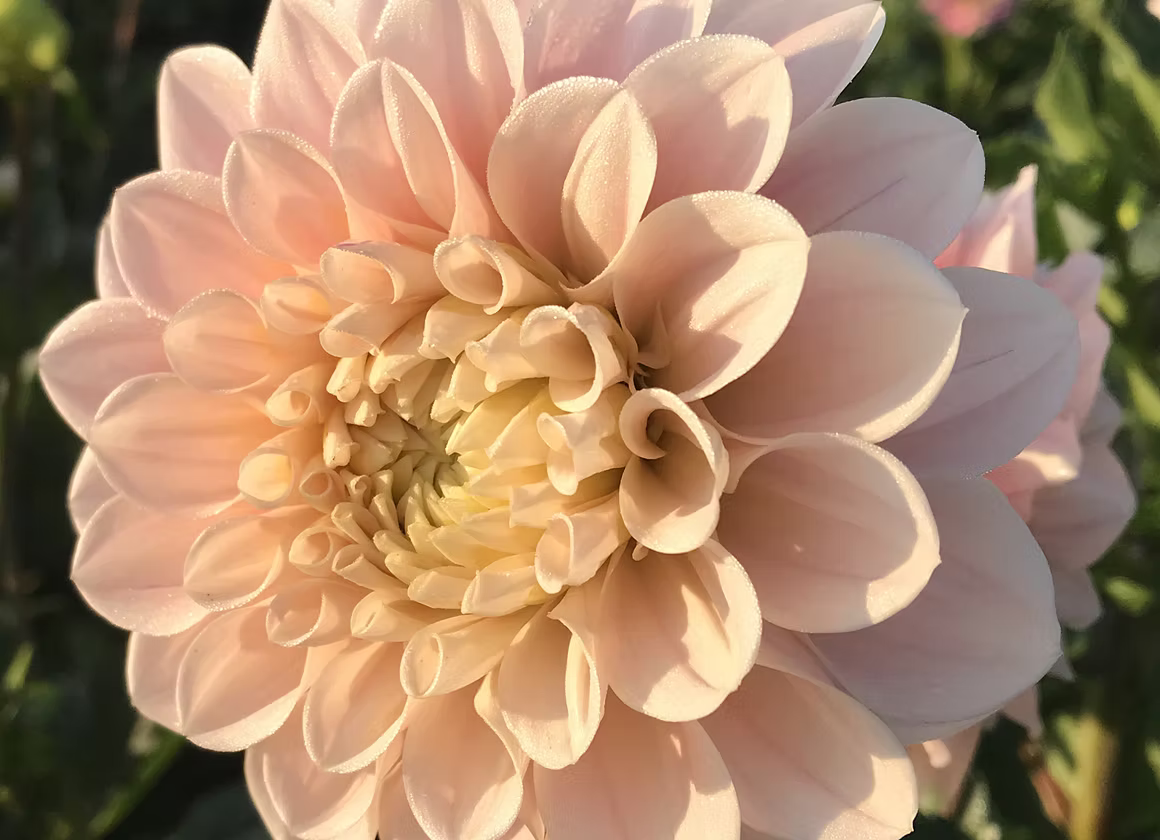 Sweet Nathalie | Blush Decorative Dahlia | Ribier Gardens