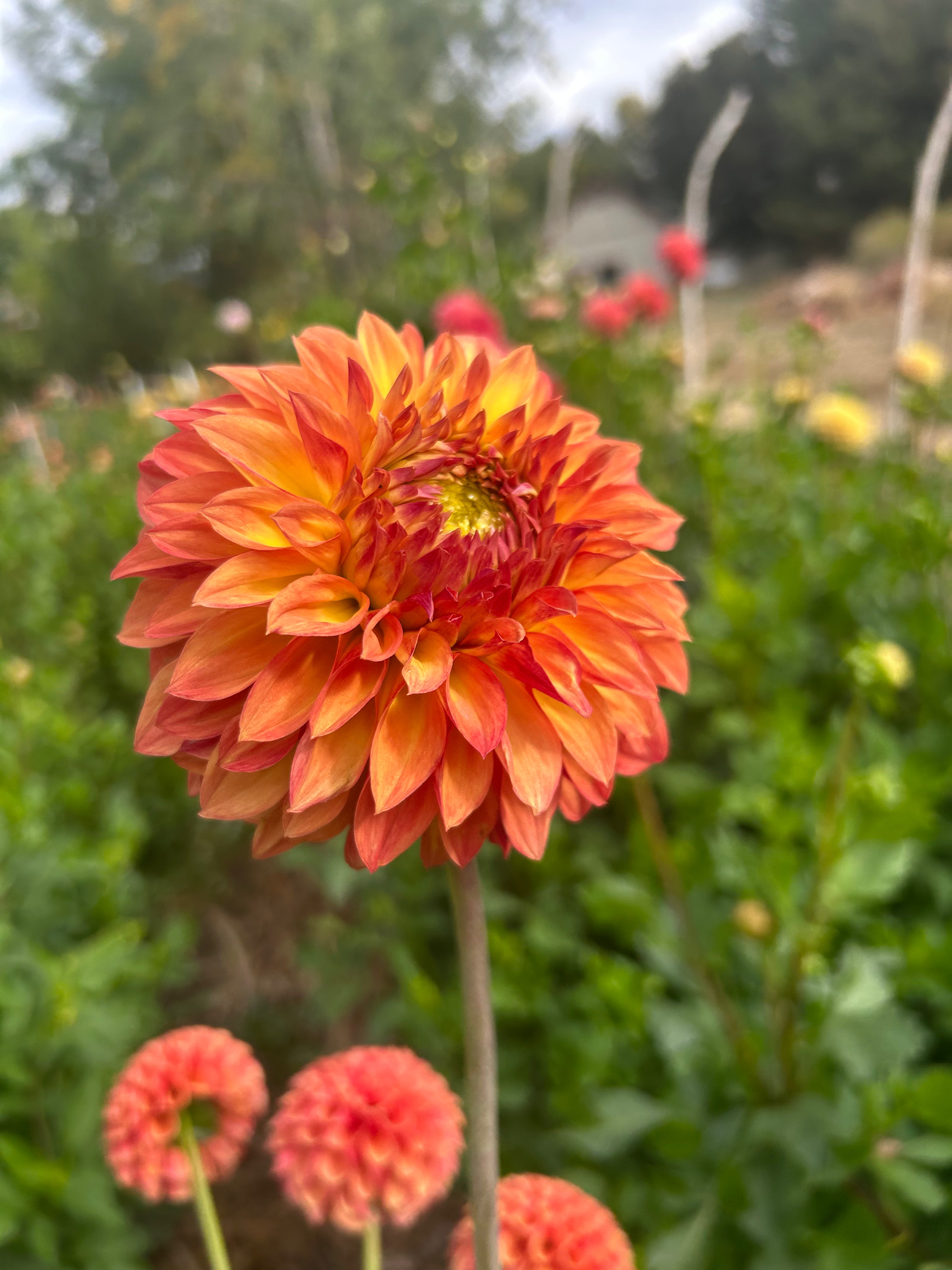 Verrone’s Sandra J Dahlia | Formal Decorative | Rust Gold Raspberry ...